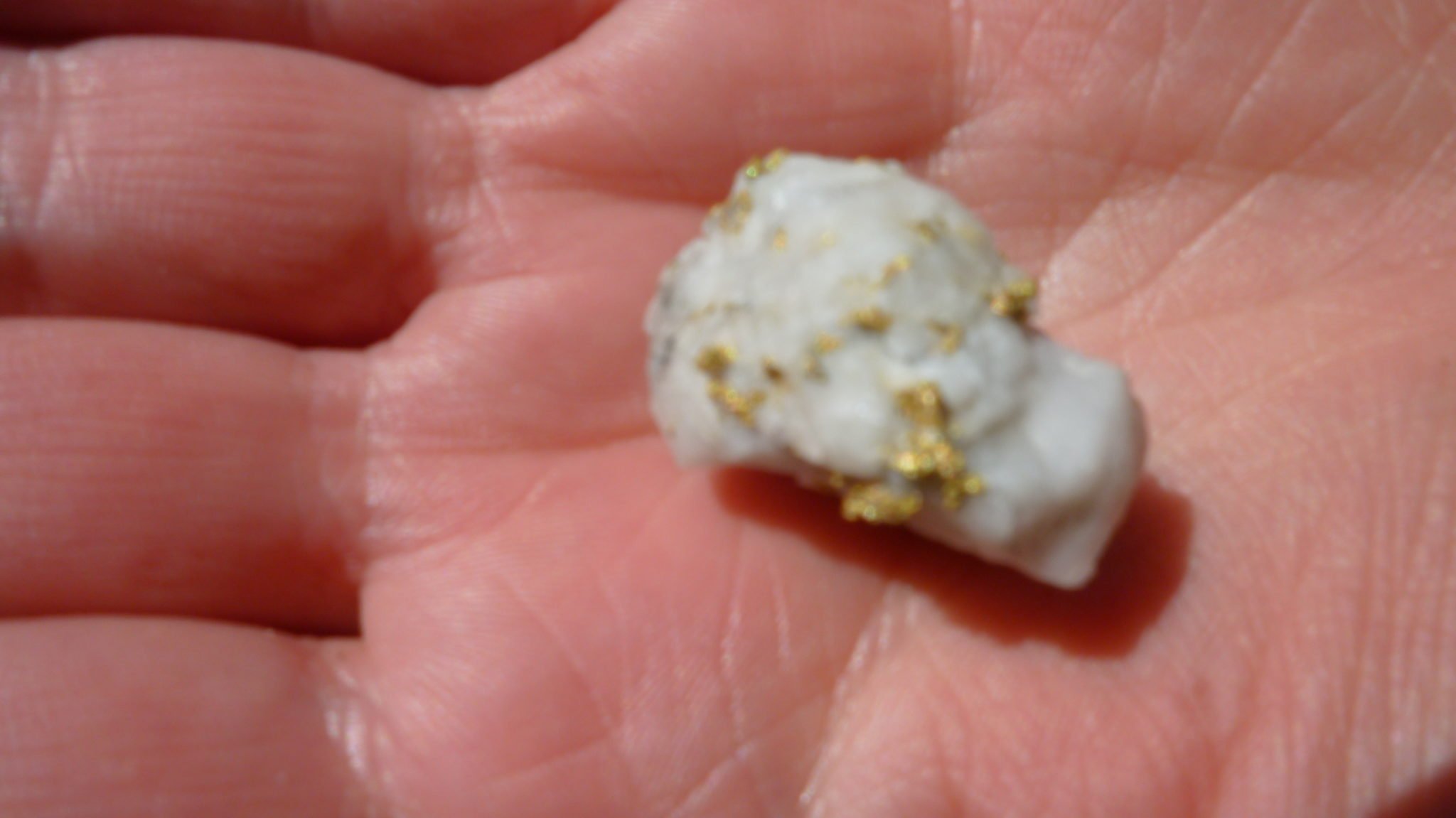 Gold in Quartz - California Gold Rush Miner